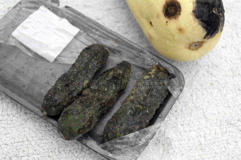 Spoiled Vegetables On Dustpan Stock Image - Image of overhead, stinky ...