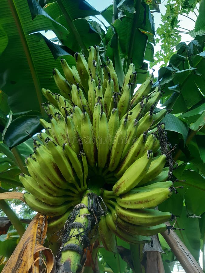 Vegetables Good for Health Raw Banana Stock Photo - Image of good, bana ...