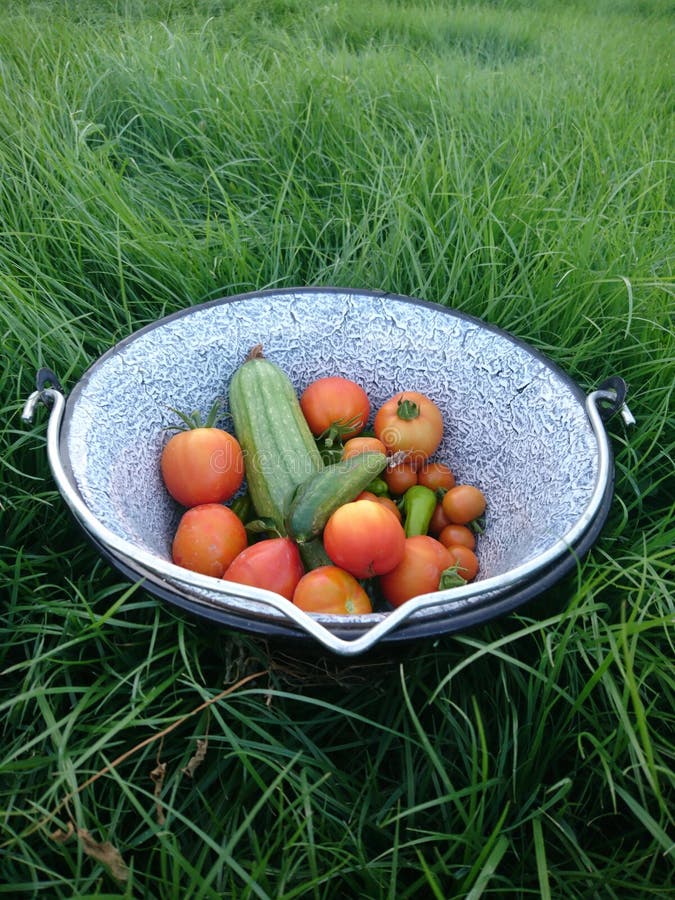 Vegetables on grass stock photo. Image of pomodori, cetrioli - 192816612