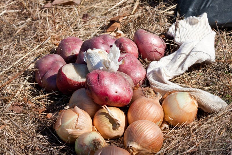 Vegetables on the Ground stock photo. Image of rural - 18591192