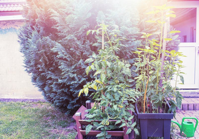 Vegetables Growing in the Garden in Raised Bed Container. High Quality ...