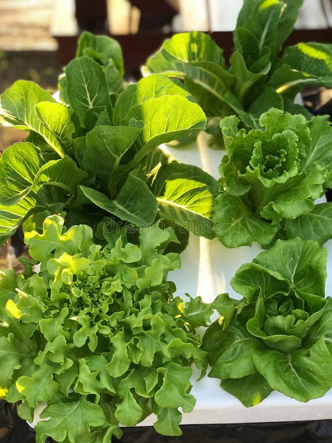 Vegetables are Grown in Hydroponic Still Water without Using Soil Stock ...