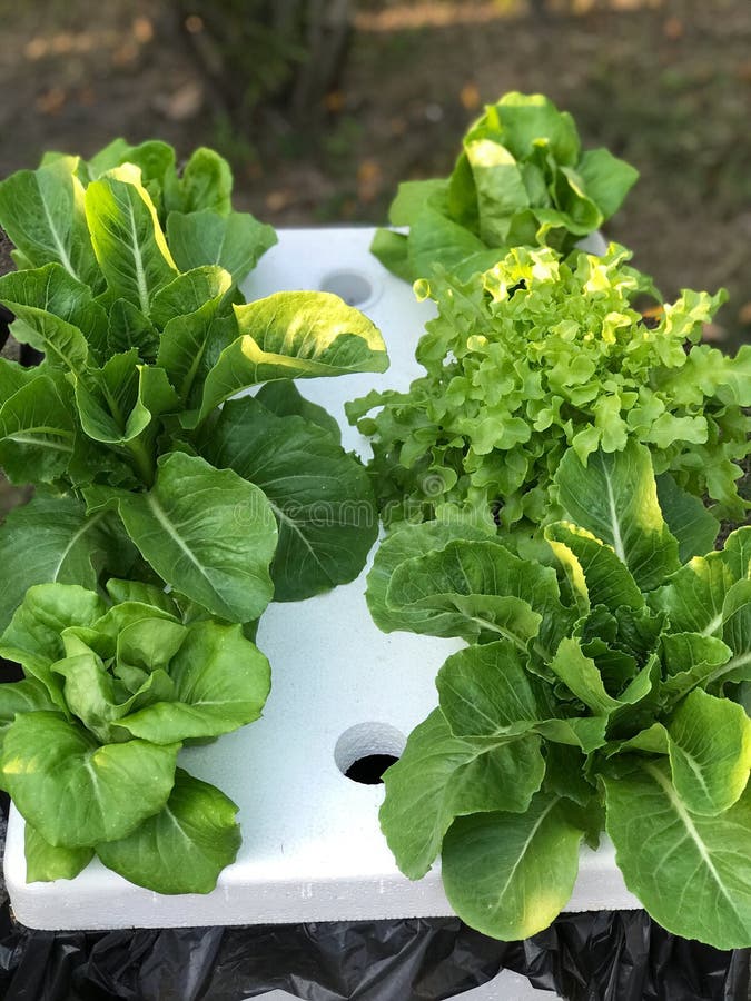 Vegetables are Grown in Hydroponic Still Water without Using Soil Stock ...