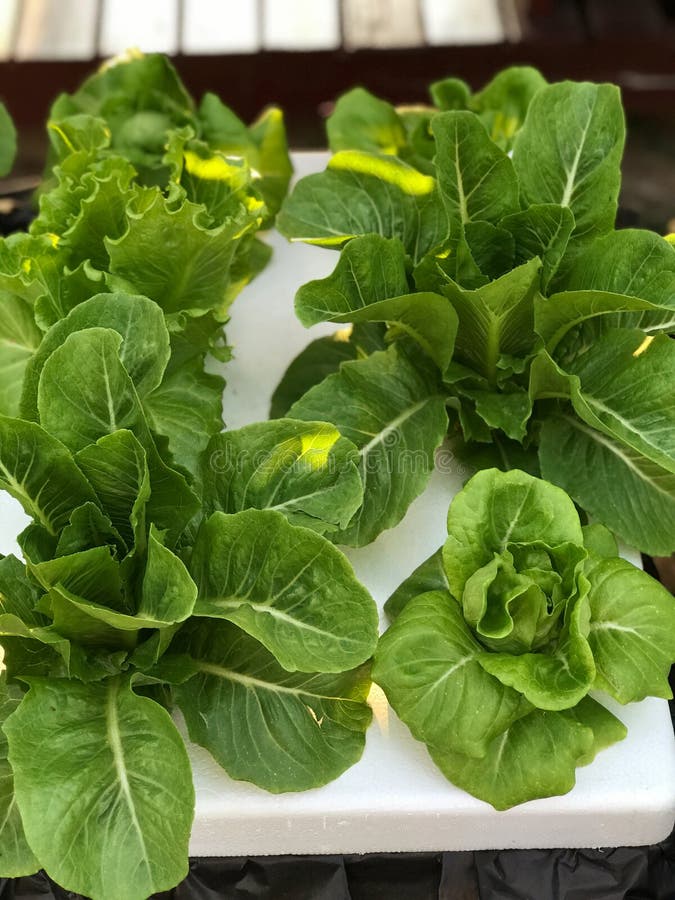 Vegetables are Grown in Hydroponic Still Water without Using Soil Stock ...