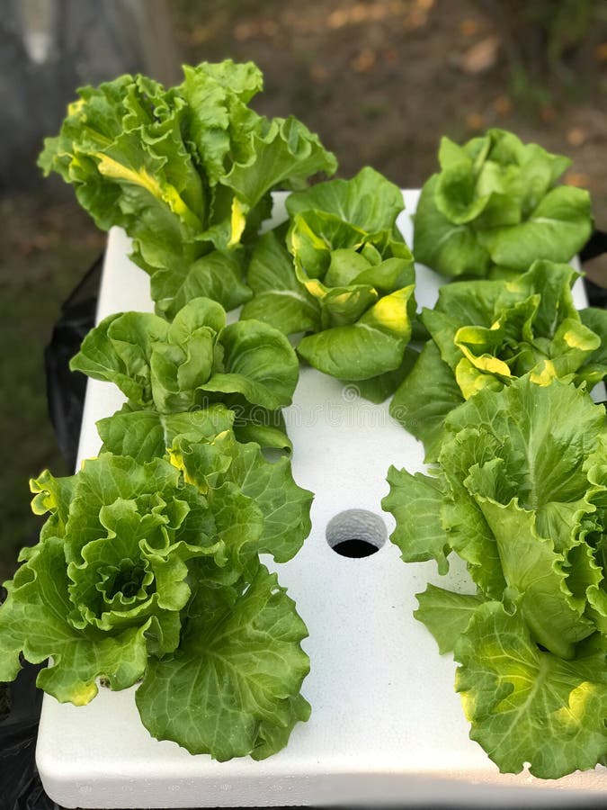 Vegetables are Grown in Hydroponic Still Water without Using Soil Stock ...