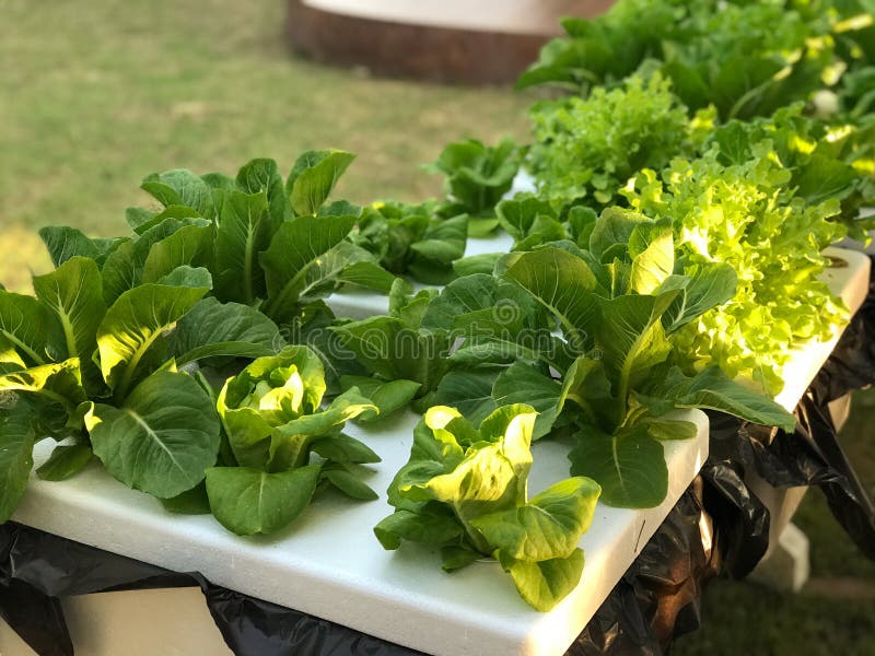 Vegetables are Grown in Hydroponic Still Water without Using Soil Stock ...