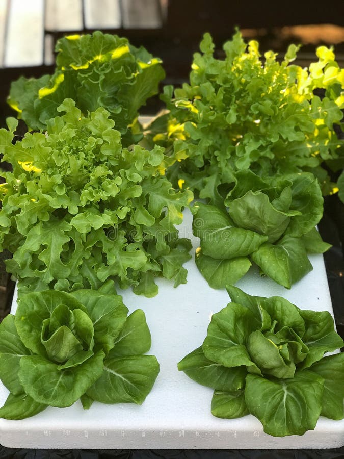 Vegetables are Grown in Hydroponic Still Water without Using Soil Stock ...