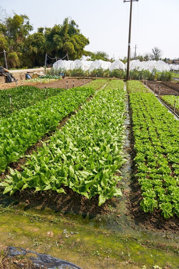 Vegetables Grown in Patches on an Outdoor Farm Stock Image - Image of ...