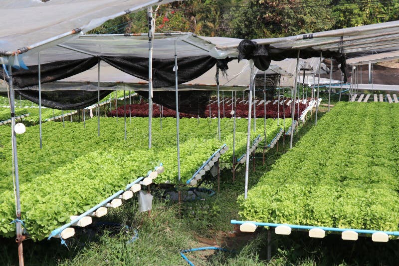 Vegetables Grown Using Hydroponics. the Concept of Farming with ...