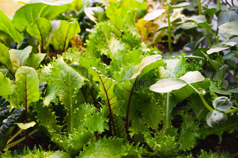 Java Beans stock image. Image of cafine, brown, vegetable - 6275