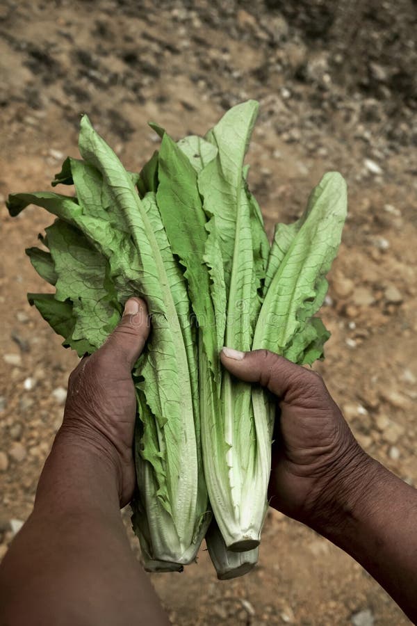 Vegetables in hands stock photo. Image of shooting, hands - 37905340