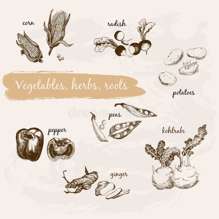 Cooking Herb Doodle Stock Illustrations – 4,841 Cooking Herb Doodle ...