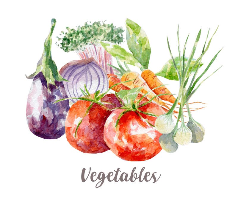 Vegetables Illustration. Hand Drawn Watercolor on White Background ...