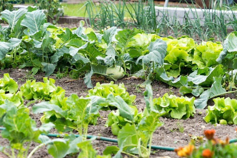 Vegetables stock image. Image of naturally, plant, fresh - 120315187