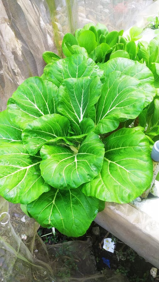 Vegetables pak choy white stock photo. Image of produce - 264193818