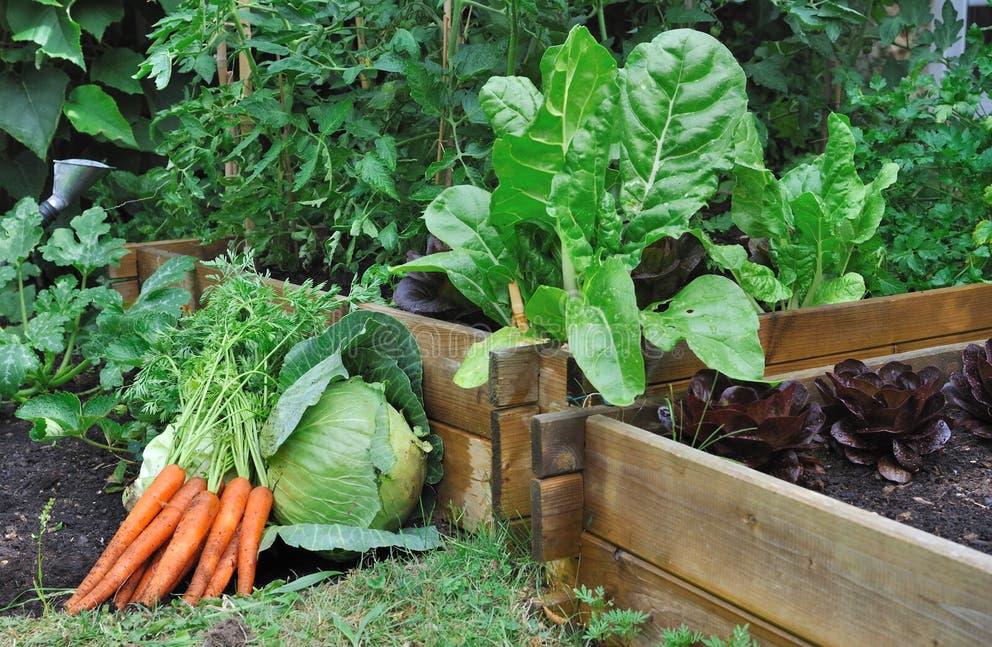 Vegetables in a patch stock image. Image of vegetable - 64615589