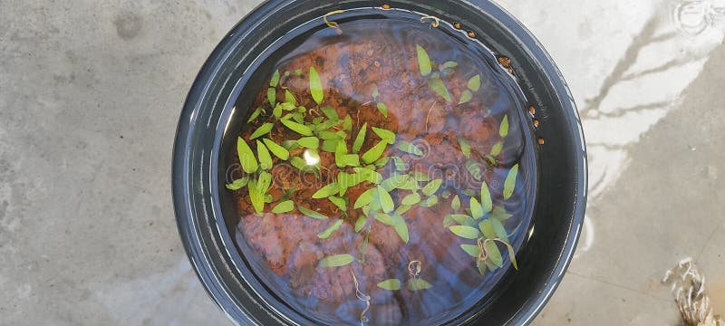 The Vegetables Plant Samples Submerged Under Water in a Small Pot Stock ...