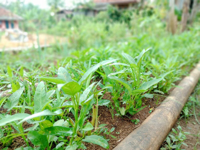 Vegetables Planted in the Yard Grow Well Stock Image - Image of grow ...