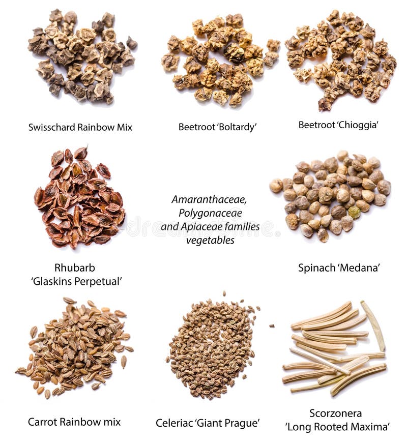 What Are The Names Of Vegetable Seeds