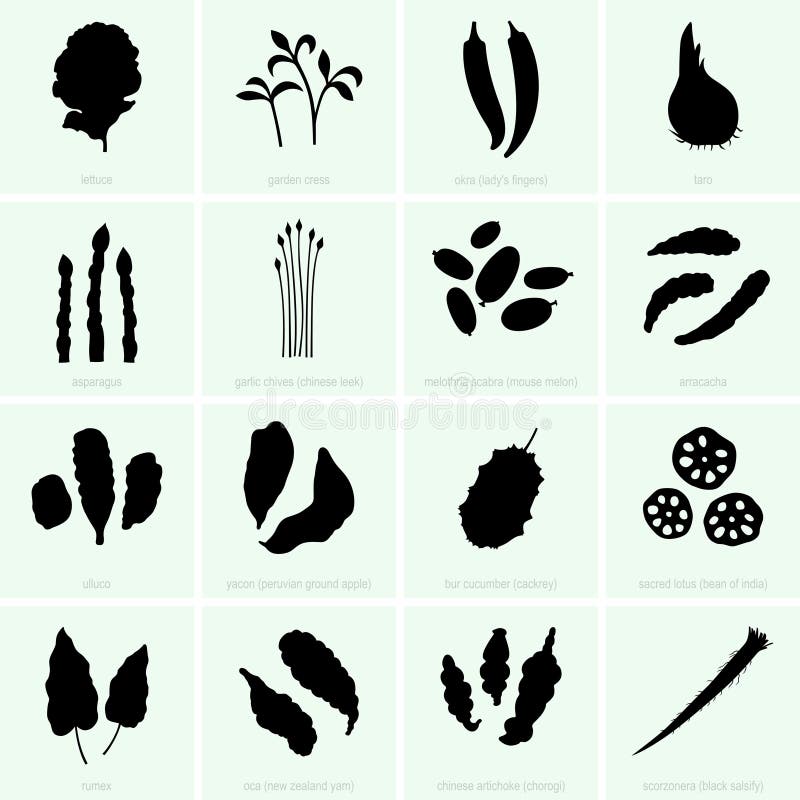 Chorogi Stock Illustrations – 2 Chorogi Stock Illustrations, Vectors ...