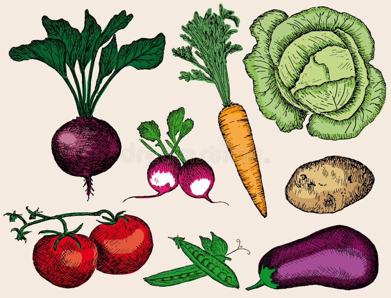 Vegetarian food stock vector. Illustration of nature - 44000011