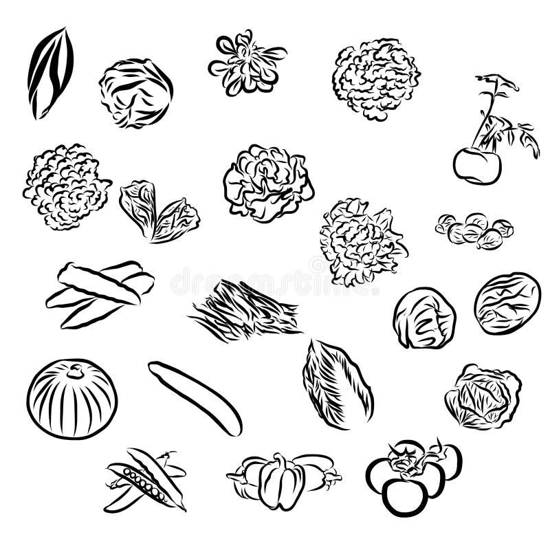 Vegetables Sketch Outline Vector Artwork Stock Vector - Illustration of ...
