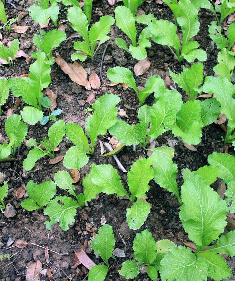 Vegetables in a Small Garden Vegetable Plot Stock Photo - Image of ...