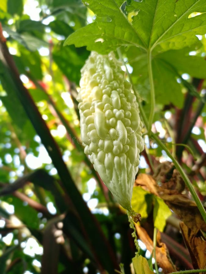 Vegetables that Taste Very Bitter but Delicious Stock Photo - Image of ...