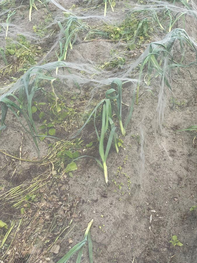Vegetables Under a Protective Net. Stock Image - Image of lettuce ...