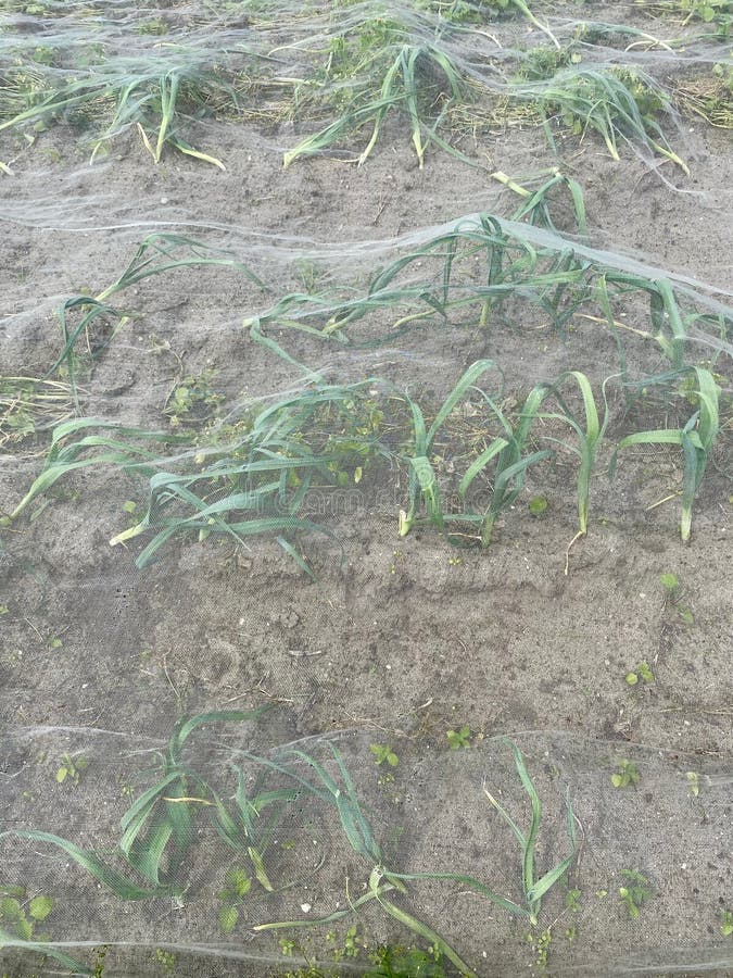 Vegetables Under a Protective Net. Stock Photo - Image of allotment ...