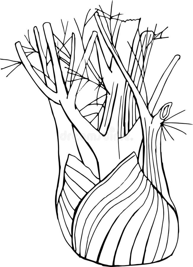 Vegetables1. Vector Hand Drawn Fennel Isolated on White Background ...