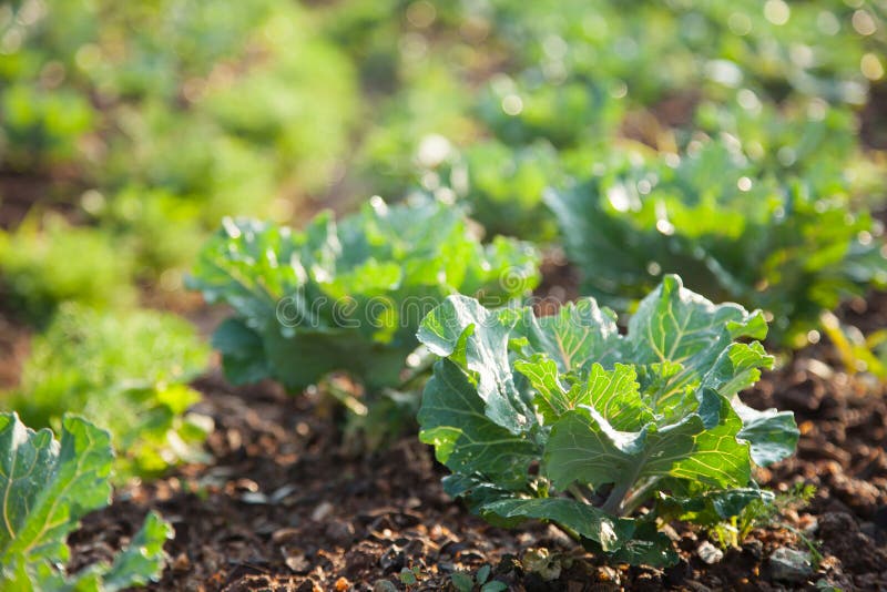 Vegetables in the Vegetable Field Stock Photo - Image of cultivated ...
