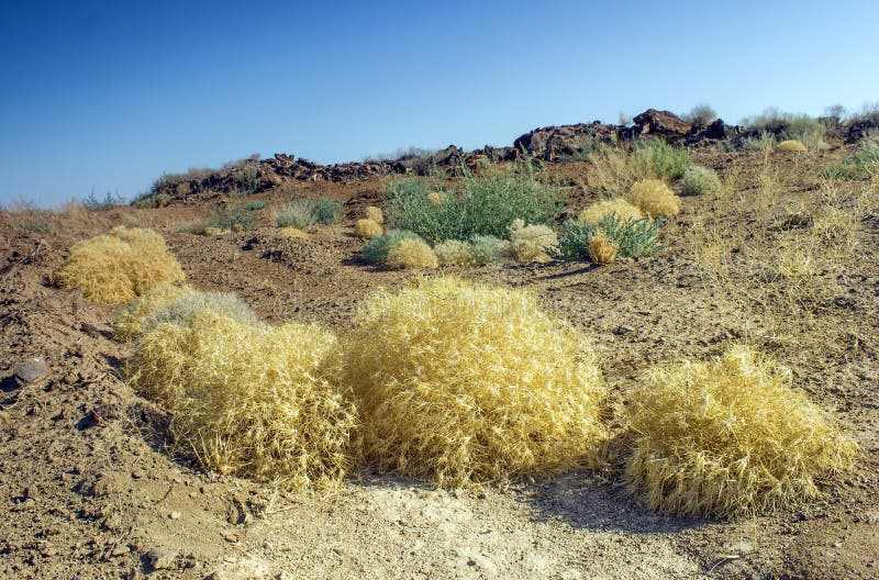 Vegetación de la estepa imagen de archivo. Imagen de regula - 57438725