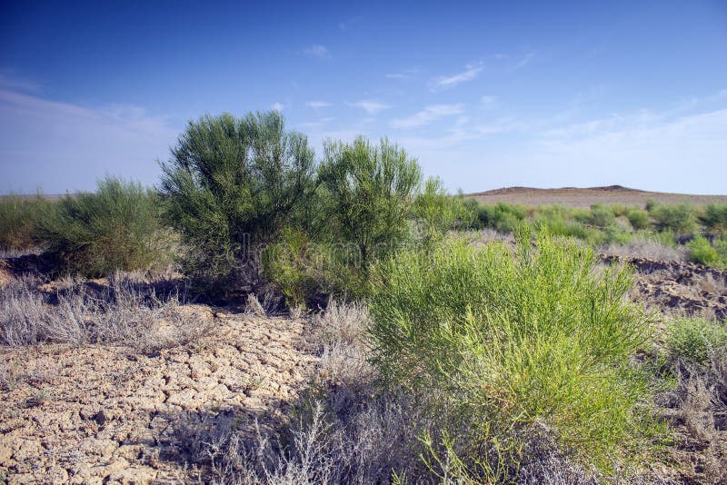 Vegetación de la estepa foto de archivo. Imagen de cargas - 57576666
