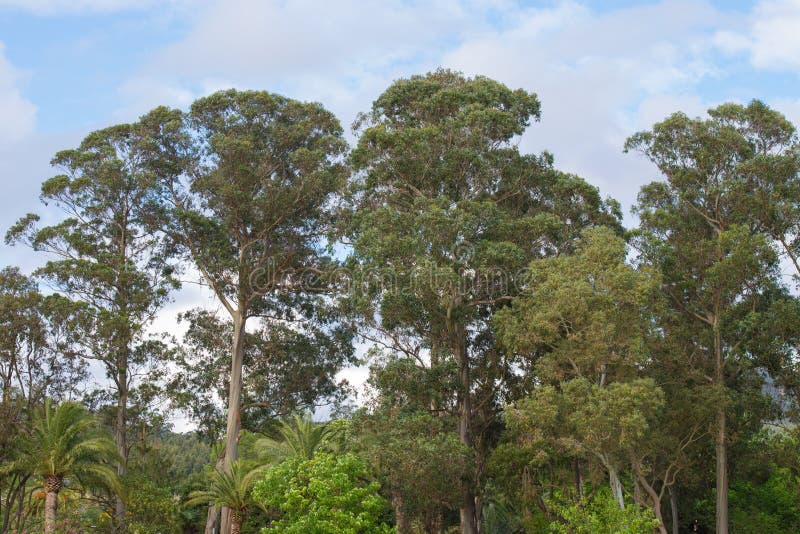 Vegetación tropical imagen de archivo. Imagen de verde - 40788569
