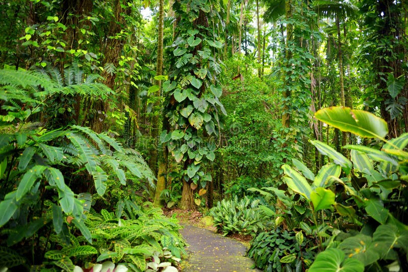 Vegetación Tropical Enorme De Las Islas De Hawaii Foto de archivo ...