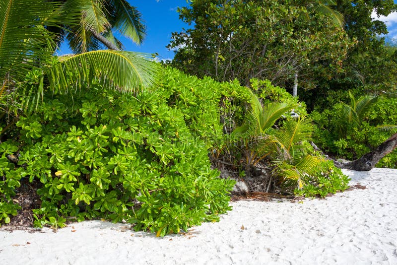 Playa Tropical Con La Vegetación Enorme Imagen de archivo - Imagen de ...