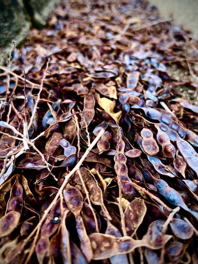 Vegetal carpet of sheath stock photo. Image of produce - 280636308