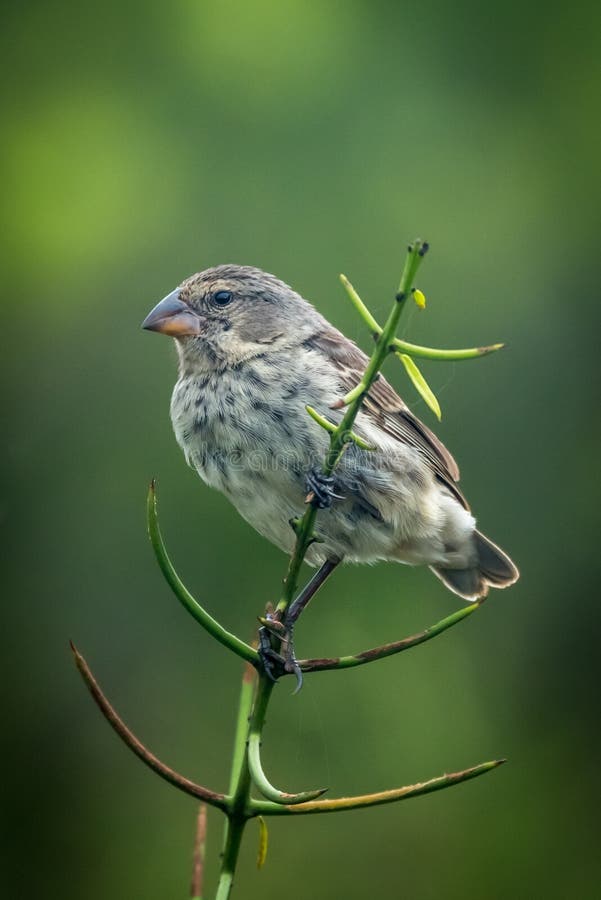 Vegetarian Finch Perched on Thick Tree Branch Stock Photo - Image of ...
