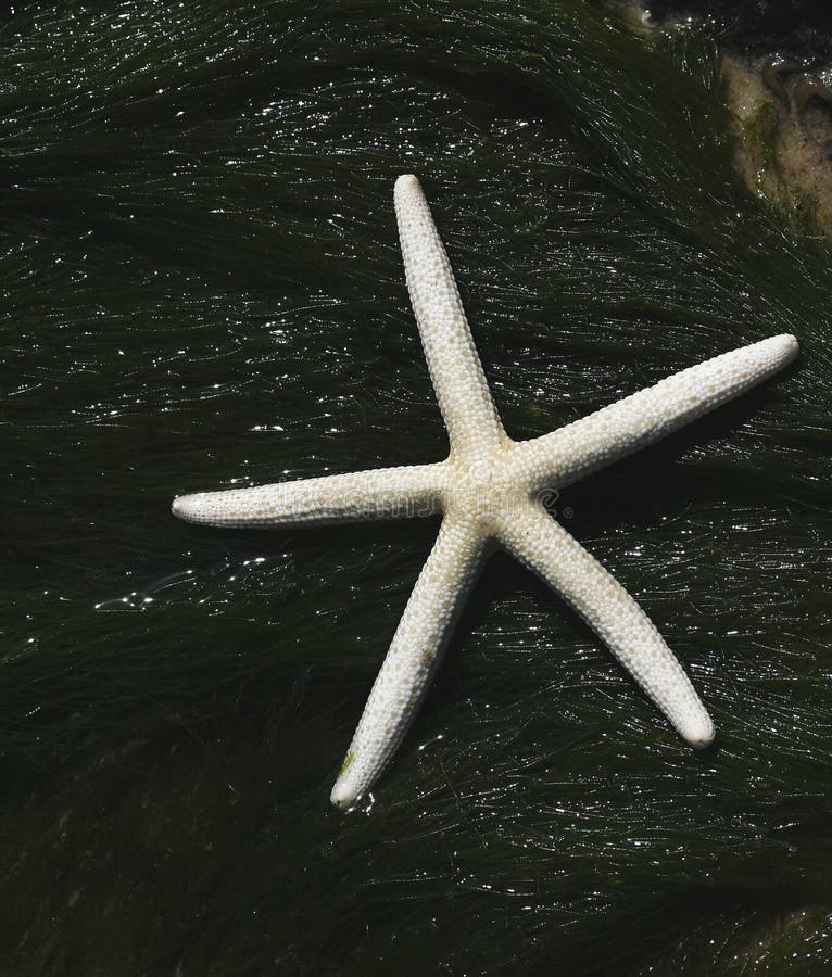 Vegetarian star fish stock image. Image of marine, tropical - 12502793