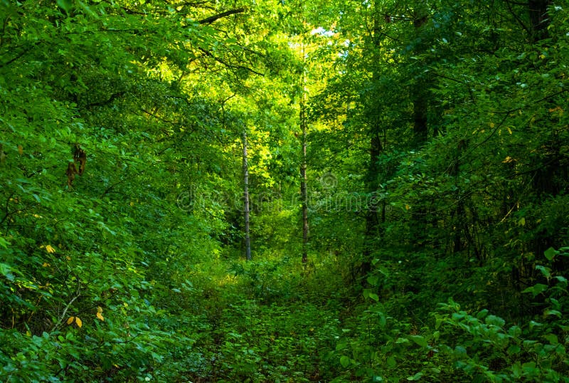 Vegetated Path through Trees in the Forrest Stock Photo - Image of ...