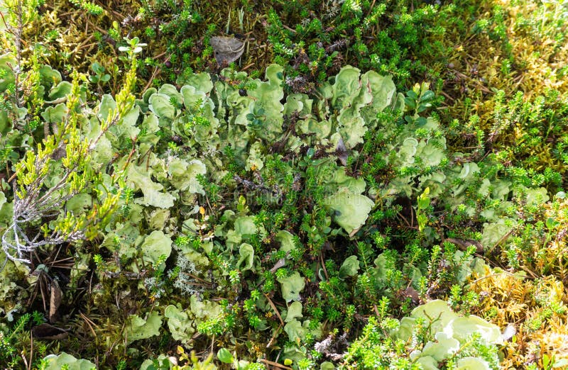 Vegetatie Van De Toendra - Heide En Empetrum, Verschillende Types Stock ...