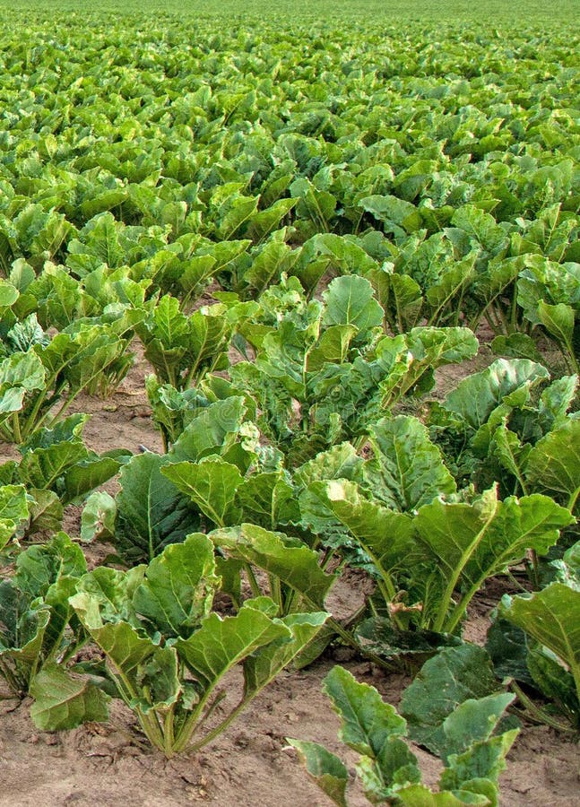 Vegetation, Crop, Agriculture, Field Picture. Image: 107439664