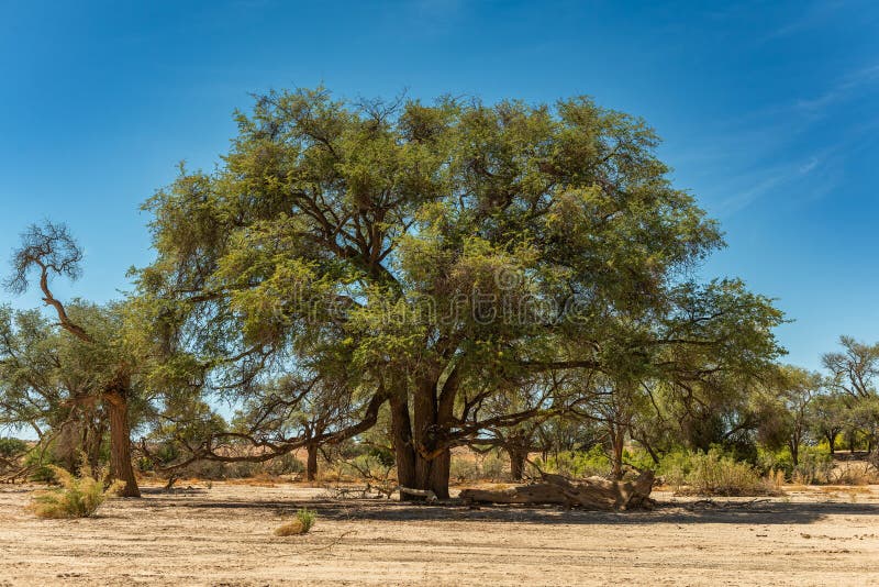 Vegetation Along the Dried-up Ugap River in Western Namibia Stock Photo ...