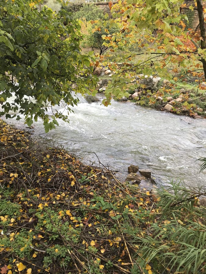 Vegetation Around the Mighty River Fed by Torrential Rains Stock Photo ...