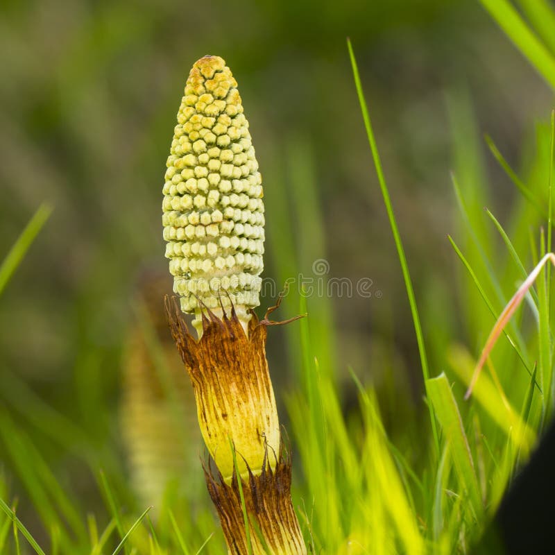 Vegetation, Close Up, Grass, Grass Family Stock Photo - Image of plant ...