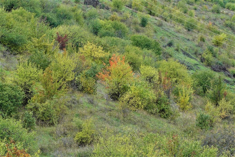 Vegetation Cover of High-altitude Landscapes Stock Image - Image of ...