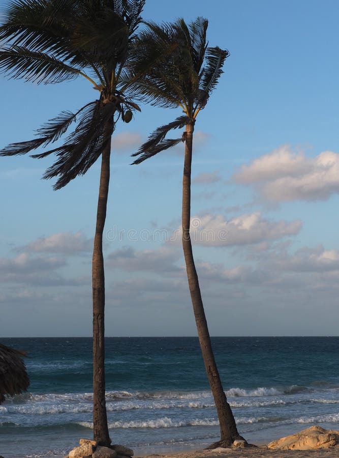 Vegetation of Cuba stock image. Image of trees, tree - 72111623