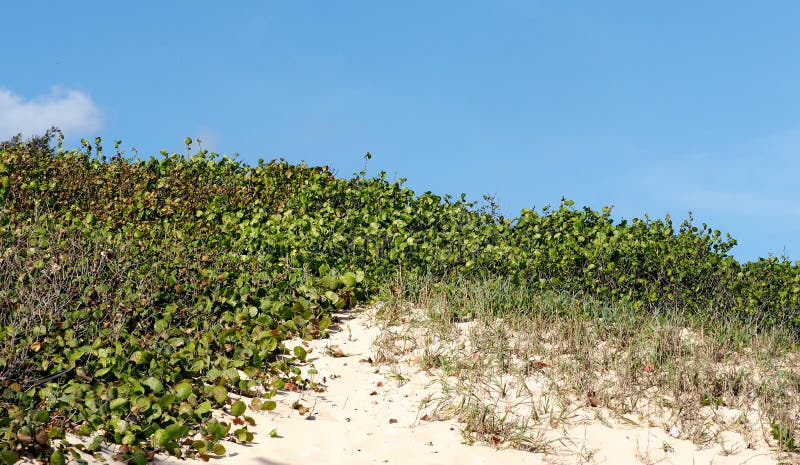 Vegetation of Cuba stock image. Image of trees, tree - 72111623