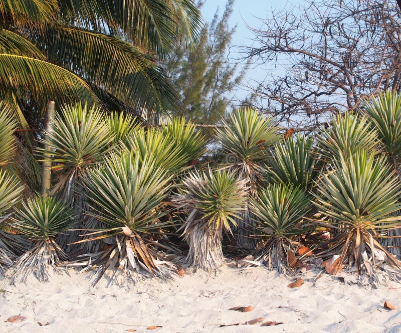 Tropical Plants in Planters in Cuba Stock Image - Image of attraction ...